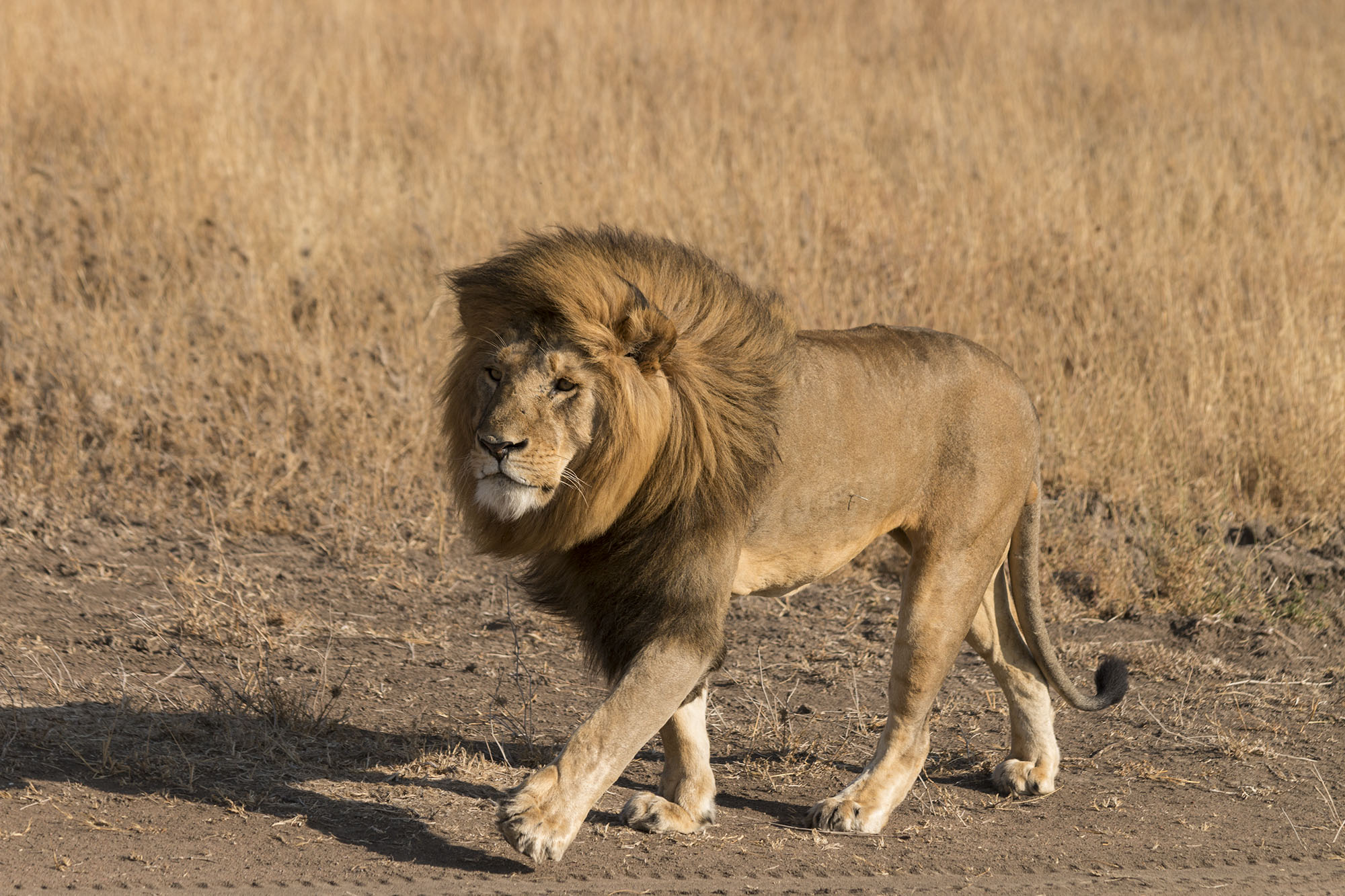 58 - Male Lion - Carlys Adventures Afar